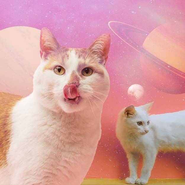 Cat Astrology: Traits by Zodiac Sign | Tarot.com