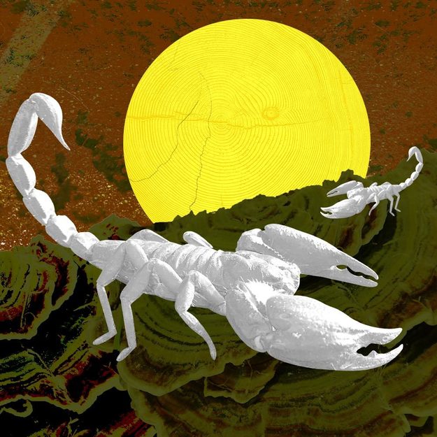 Sun in Scorpio | Tarot.com